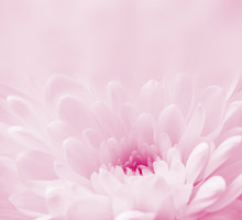 Beautiful Chrysanthemum Light Pink Free Stock Photo - Public Domain ...