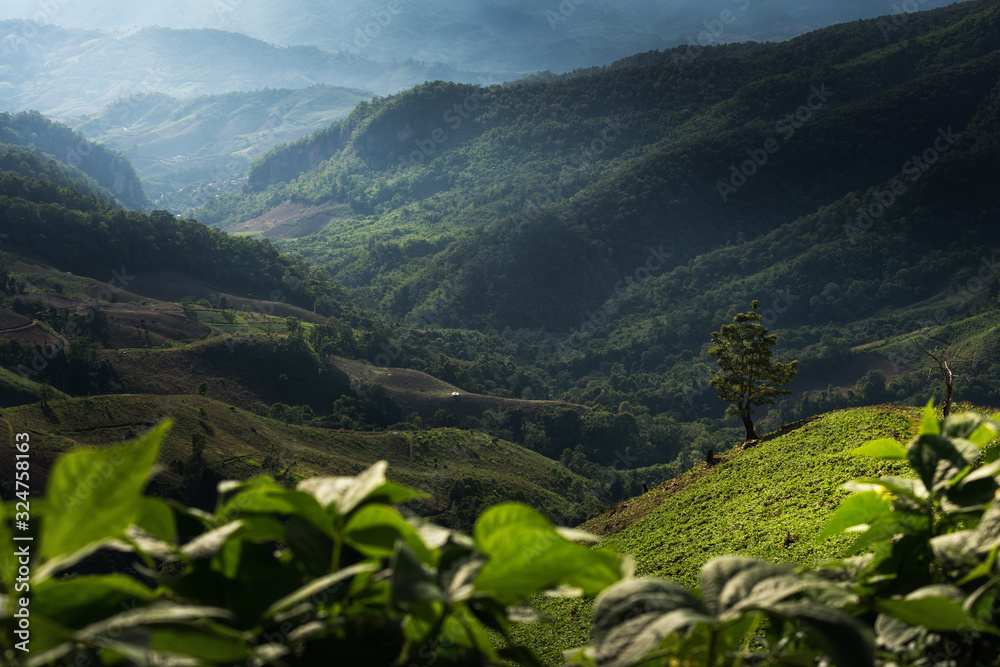 The scenery of an isolated tree with a tobacco leaf foreground on the ...