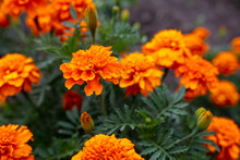 Happy Marigolds Free Stock Photo - Public Domain Pictures