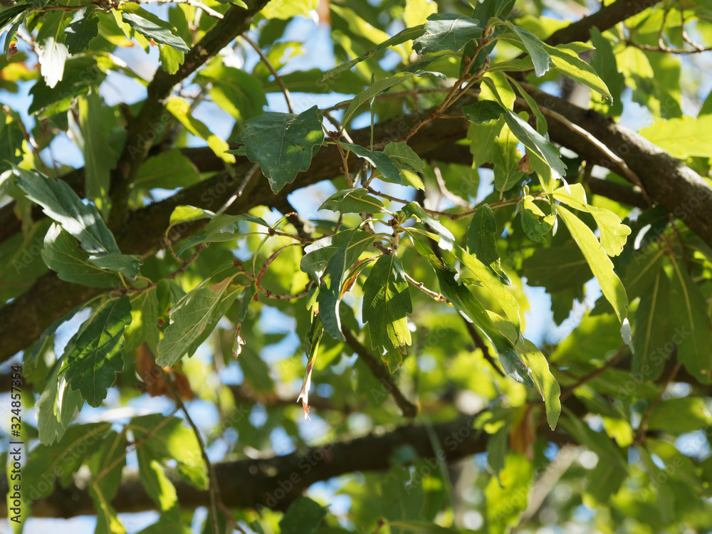 Photo Stock (Quercus x turneri pseudoturneri) Chêne de Turner aux ...