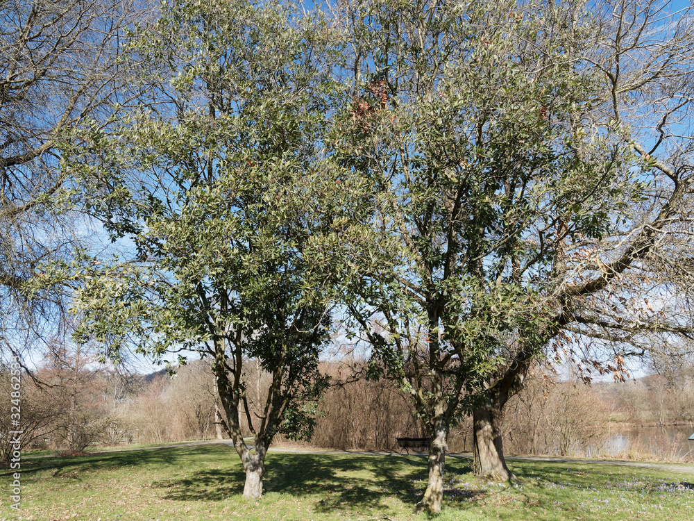 Foto de Stock (Quercus x turneri pseudoturneri) Chêne de Turner, un ...