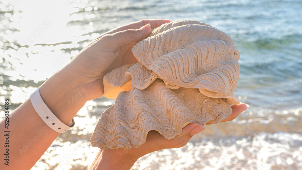 Two female hands holding three big seashells sitting on beach of ...