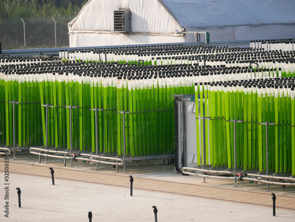algae growing farm Stock Photo | Adobe Stock