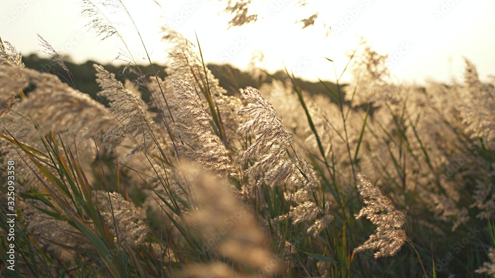 Natural meadow grass slowly swayed by wind blow. The beautiful green ...