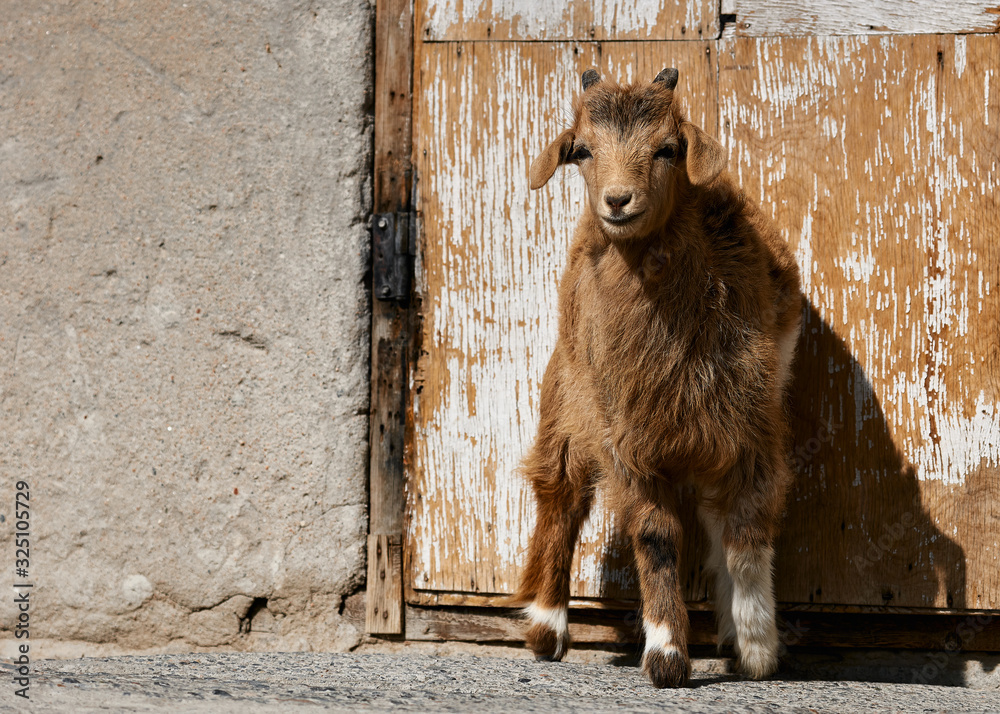 Mongolian goats. source of meat, milk and wool. Goat Cashmere and ...