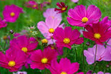 Deep Pink Cosmos Flower Free Stock Photo - Public Domain Pictures
