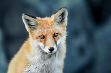Fox Close-up Free Stock Photo - Public Domain Pictures