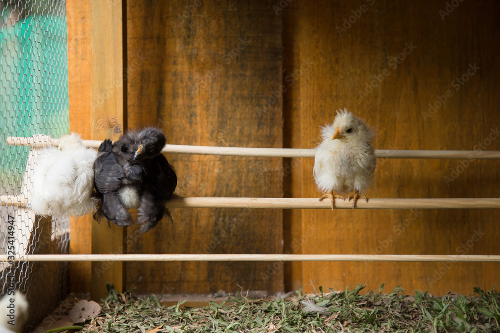 Three Bantam Chicks in a perch inside a hen house. Crossbreed of Silkie ...