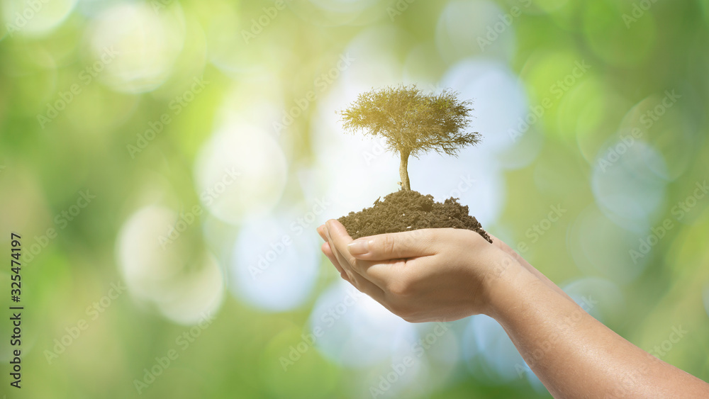 hand holding young plant on blur green nature. concept renovable energy ...