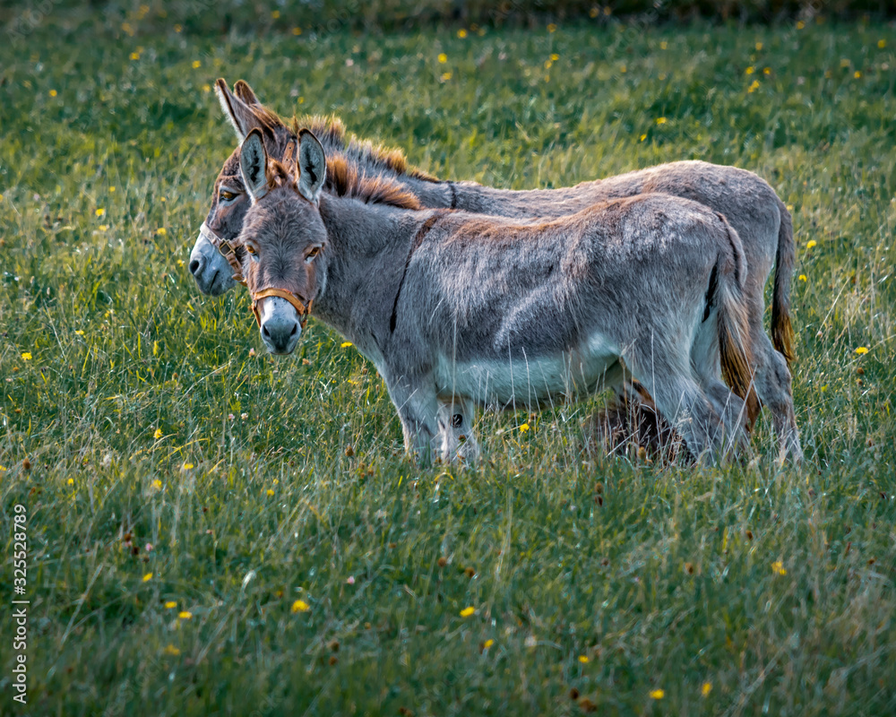 Guard donkeys - On a farm in rural Nova Scotia's Annapolis Valley near ...