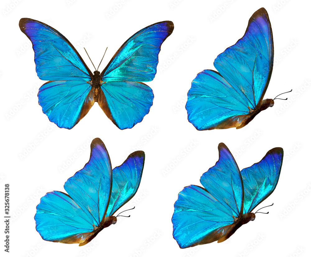 Set of four beautiful blue butterflies Cymothoe excelsa isolated on ...