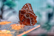 Brown Morpho Butterfly Free Stock Photo - Public Domain Pictures