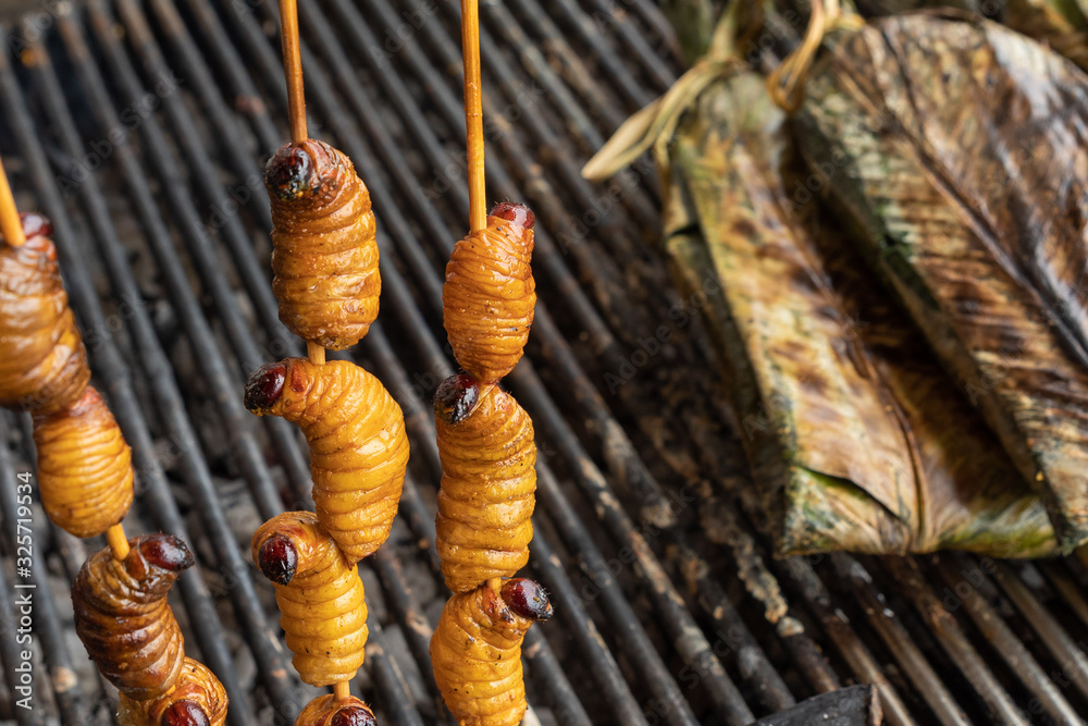 Edible palm weevil larvae (Rhynchophorus phoenicis) at traditional food ...