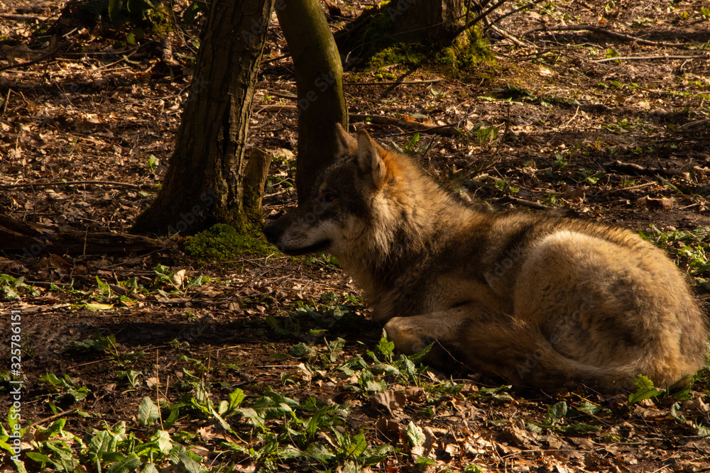 British Grey Wolf medium wildlife england outdoors predator in ...