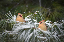 Female Cardinal In Snow 2 Free Stock Photo - Public Domain Pictures