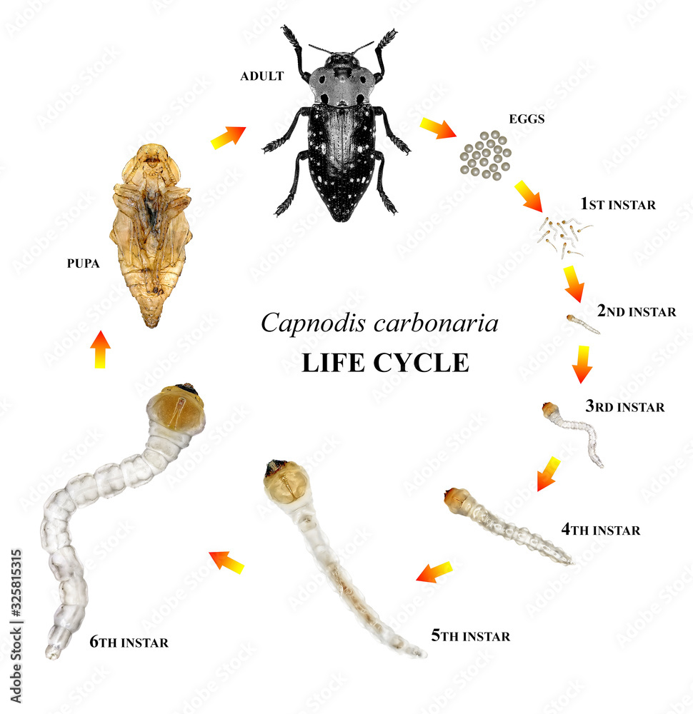 Foto de Stock Mediterranean root-borer, Capnodis carbonaria ...