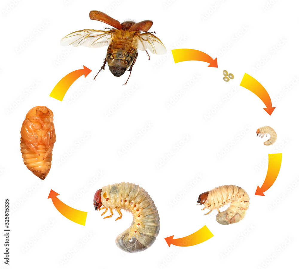 Scarab beetle (Coleoptera: Scarabaeidae). Life cycle. Development ...