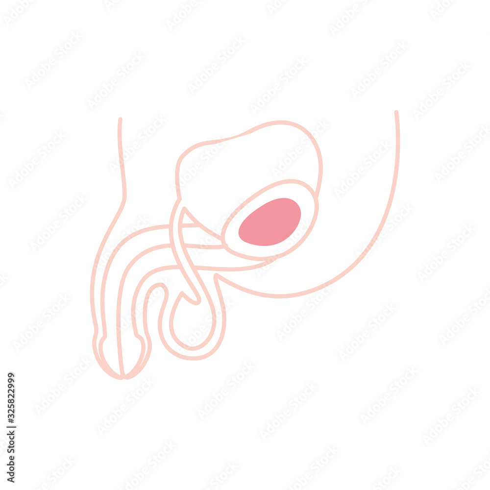 Isolated male reproductive system icon vector design Stock Vector ...