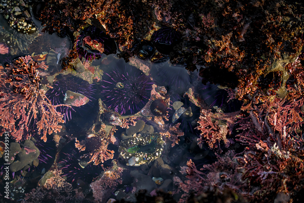 Sea urchins Pacific Ocean tide pool at Fitzgerald Marine Reserve in ...