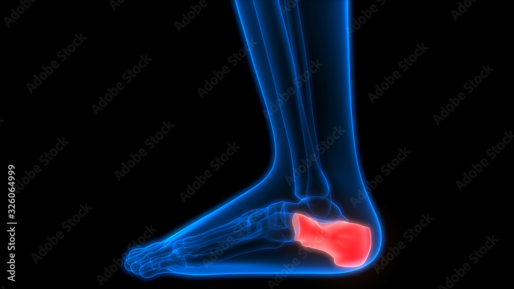 Human Skeleton System Calcaneus Bone Joints Anatomy Stock Illustration ...
