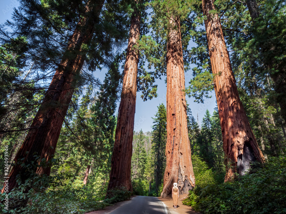 Blonde girl admires Giant Sequoia (Sequoiadendron giganteum) trees in ...