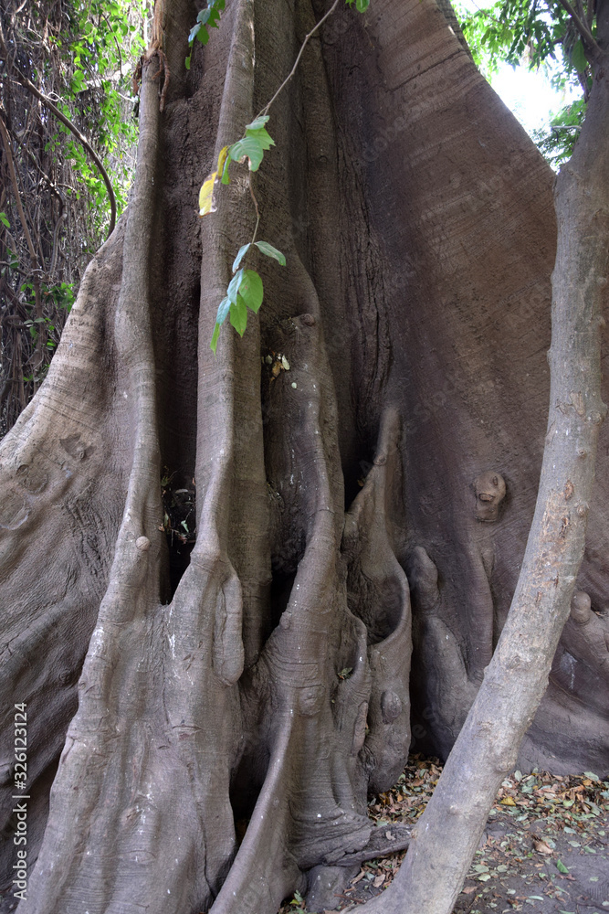 Ceiba Tree Buttress Roots
