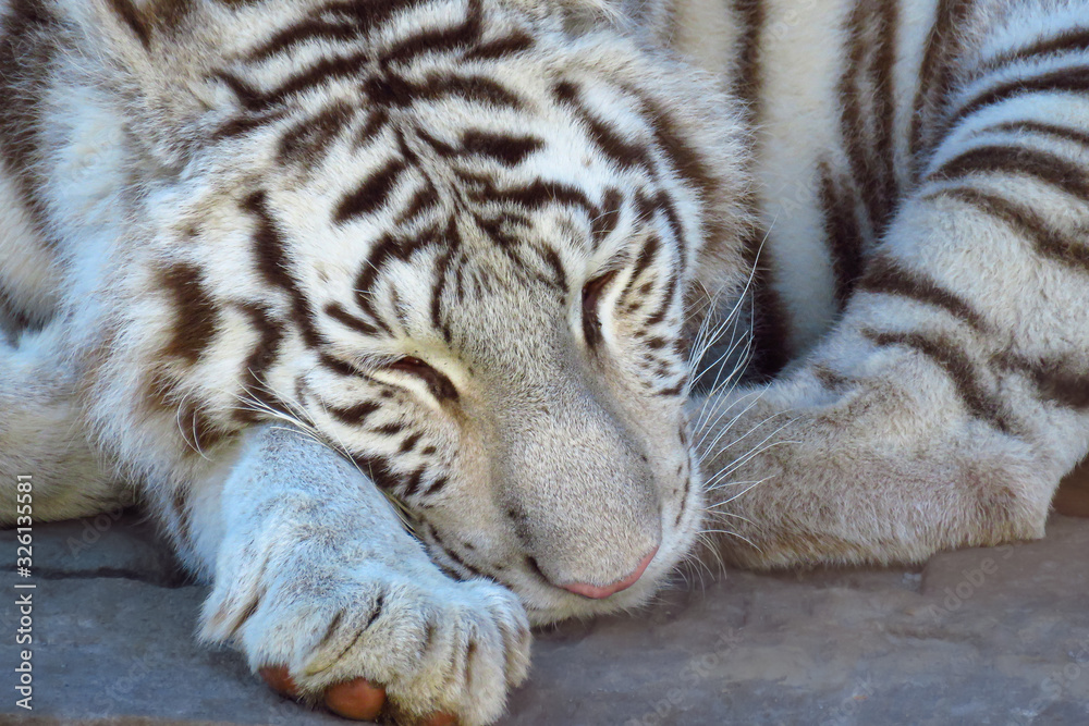 Sleeping bengal white tiger (Panthera tigris), an endangered species の ...