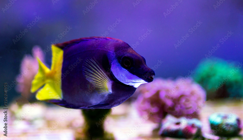 Bicolored foxface rabbitfish - (Siganus uspi) Stock Photo | Adobe Stock