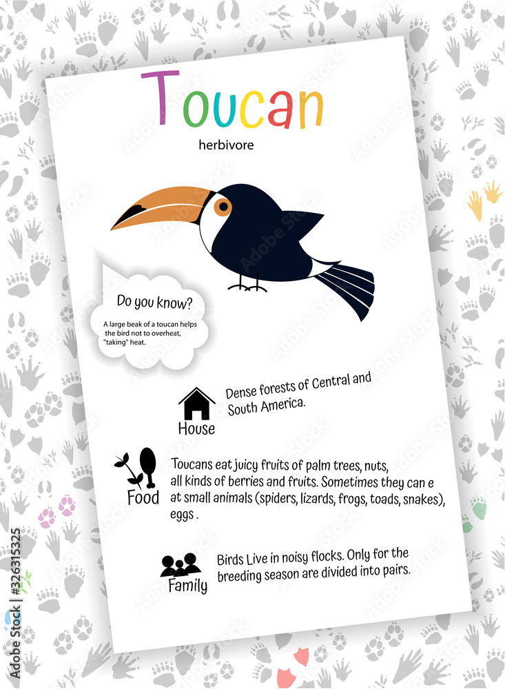Cartoon simple toucan on white background. Habitat, nutrition, useful ...