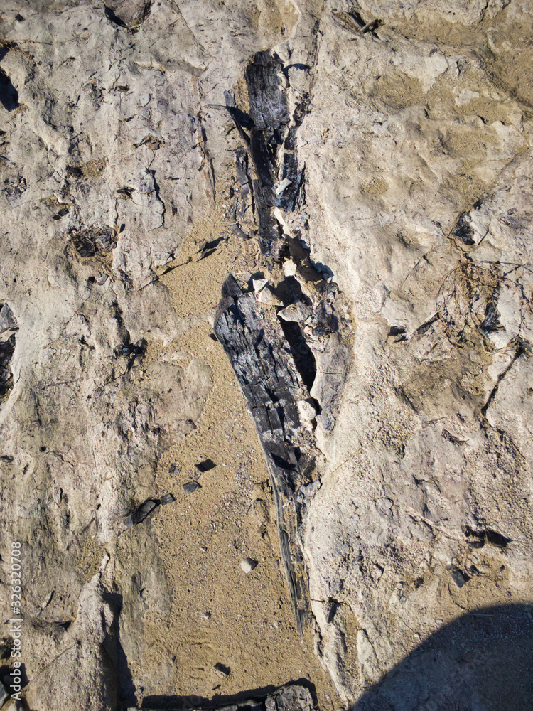 Tree fossils that look like traces of a bonfire. A miracle land where ...