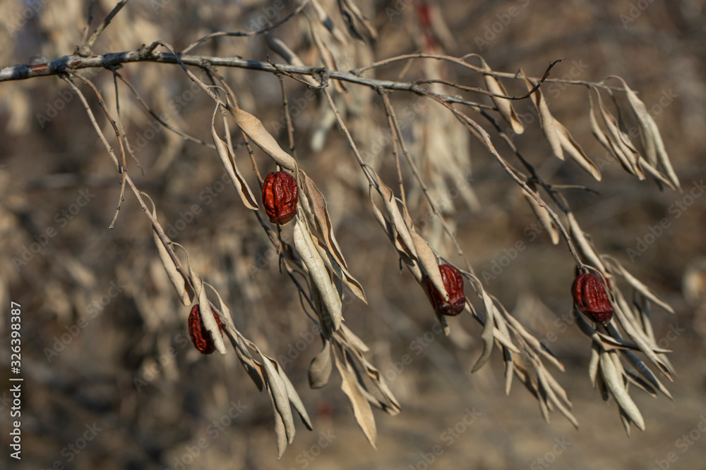Loch tree (Pshat, Jida) with small red fruits. (from Latin Elaeágnus ...