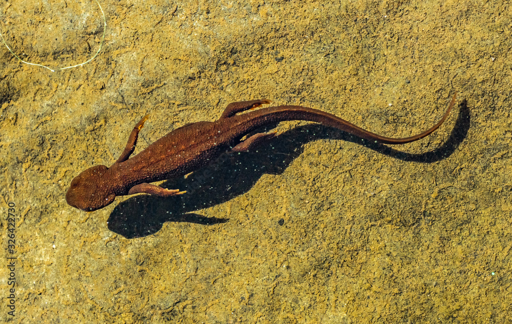Top view of a rough-skinned or roughskin newt, taricha granulosa ...