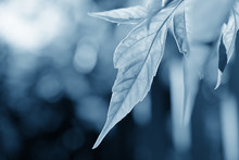 Backlit Leaves Free Stock Photo - Public Domain Pictures