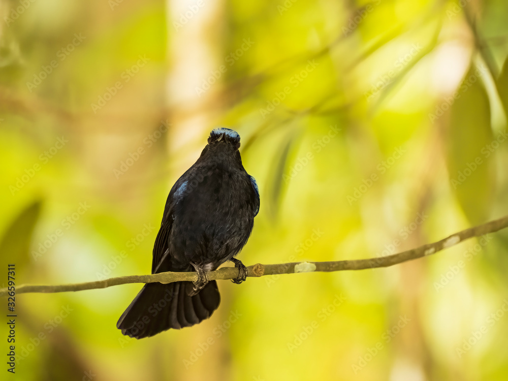 The male White-tailed Robin is a striking rich blue color with brighter ...