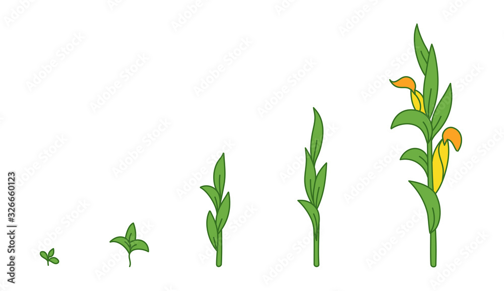 Maize plant. Growth stages. Ripening period. The life cycle of the corn ...