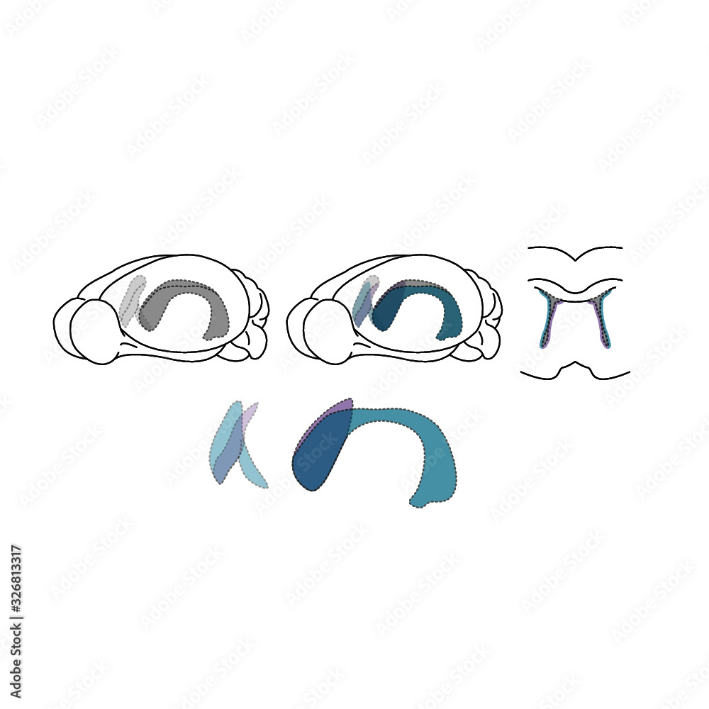 mouse brain lateral ventricles Stock Vector | Adobe Stock