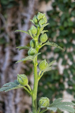 Green Mallow Leaf Background Free Stock Photo - Public Domain Pictures
