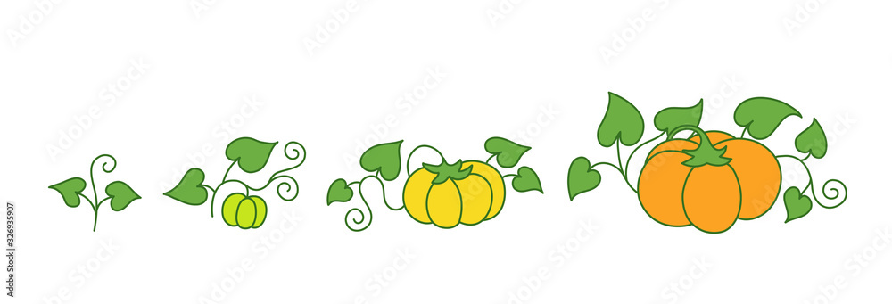 Vector de Stock Pumpkin plant. Growth stages. Ripening period. The life ...