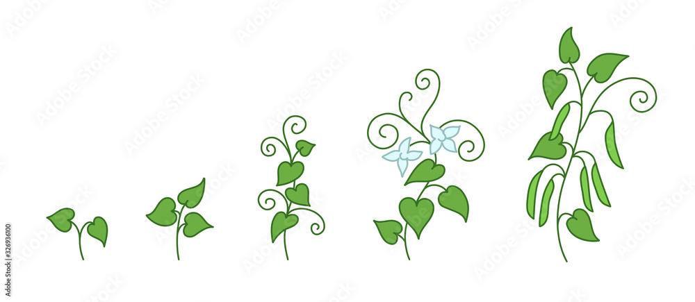 Pea plant. Growth stages. Ripening period. The life cycle of the Pisum ...