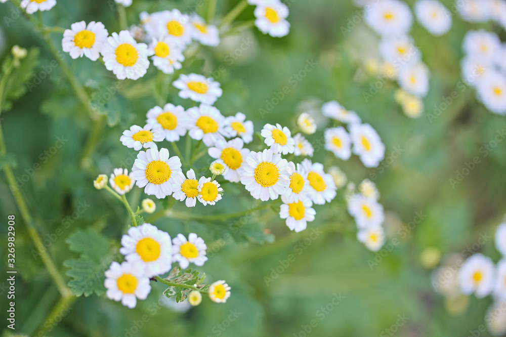 Matricaria parthenium, Tanacetum parthenium, Zlocien maruna ...
