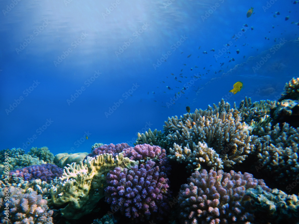 Coral reefs are the largest natural structures in the Red Sea Stock ...