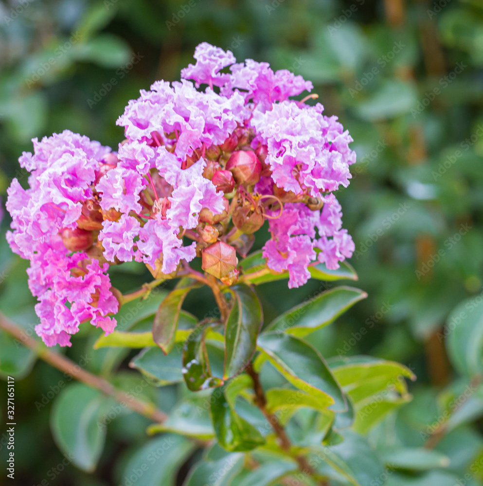 Crape myrtles (Lagerstroemia indica) Petite Pink, shrub in bloom. Stock ...