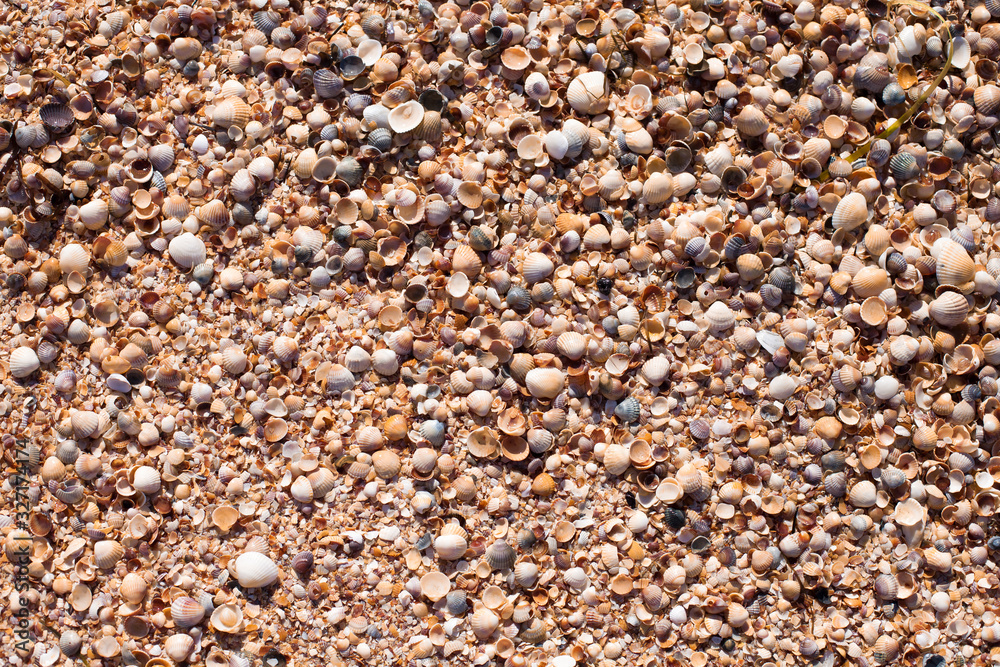 Sea shore strewn with shells. Sea beach made of sand and small shells ...