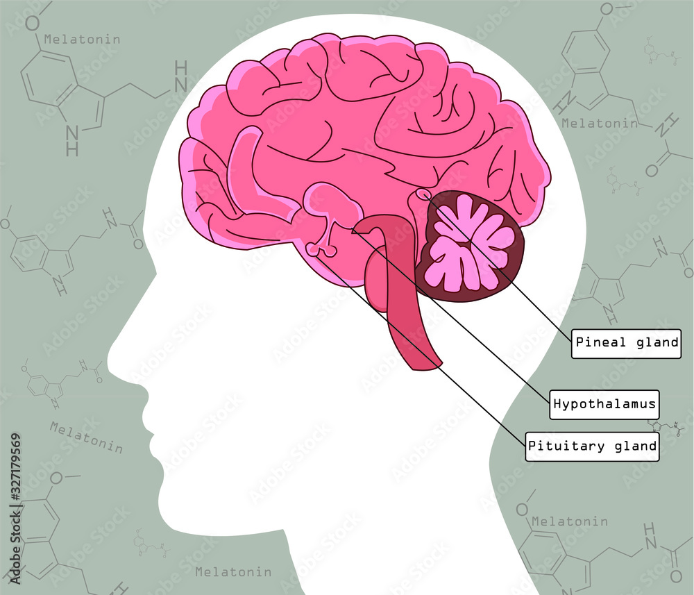 Melatonin is a important hormone for sleep it was released by pineal ...