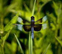 Male Widow Skimmer Dragonfly Free Stock Photo - Public Domain Pictures