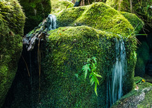 Mossy Jungle Rocks Free Stock Photo - Public Domain Pictures