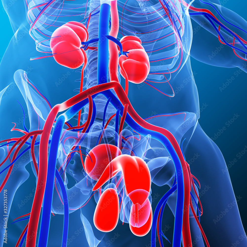 3D Illustration male reproductive system Stock Illustration | Adobe Stock