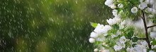 Flowers In The Rain Free Stock Photo - Public Domain Pictures