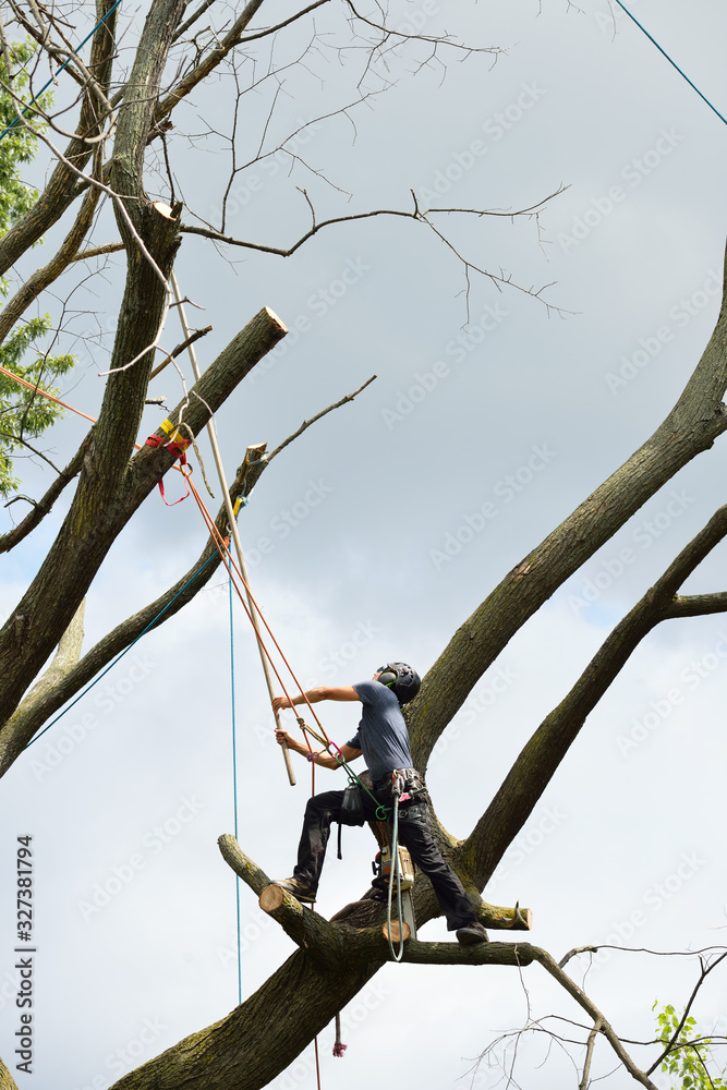 Arborist Climbing and Cutting Tree Branch with Pole Saw Stock Photo ...