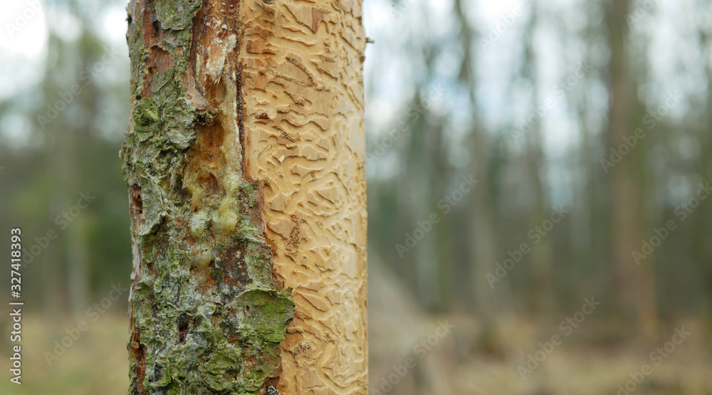 Bark beetle pest Ips typographus, spruce and bast tree sap fluid ...